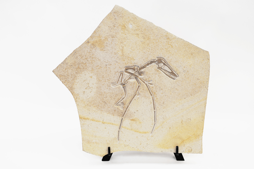 Prehistoric quarry | Quarry, museum & shop | Minerals & fossils ...